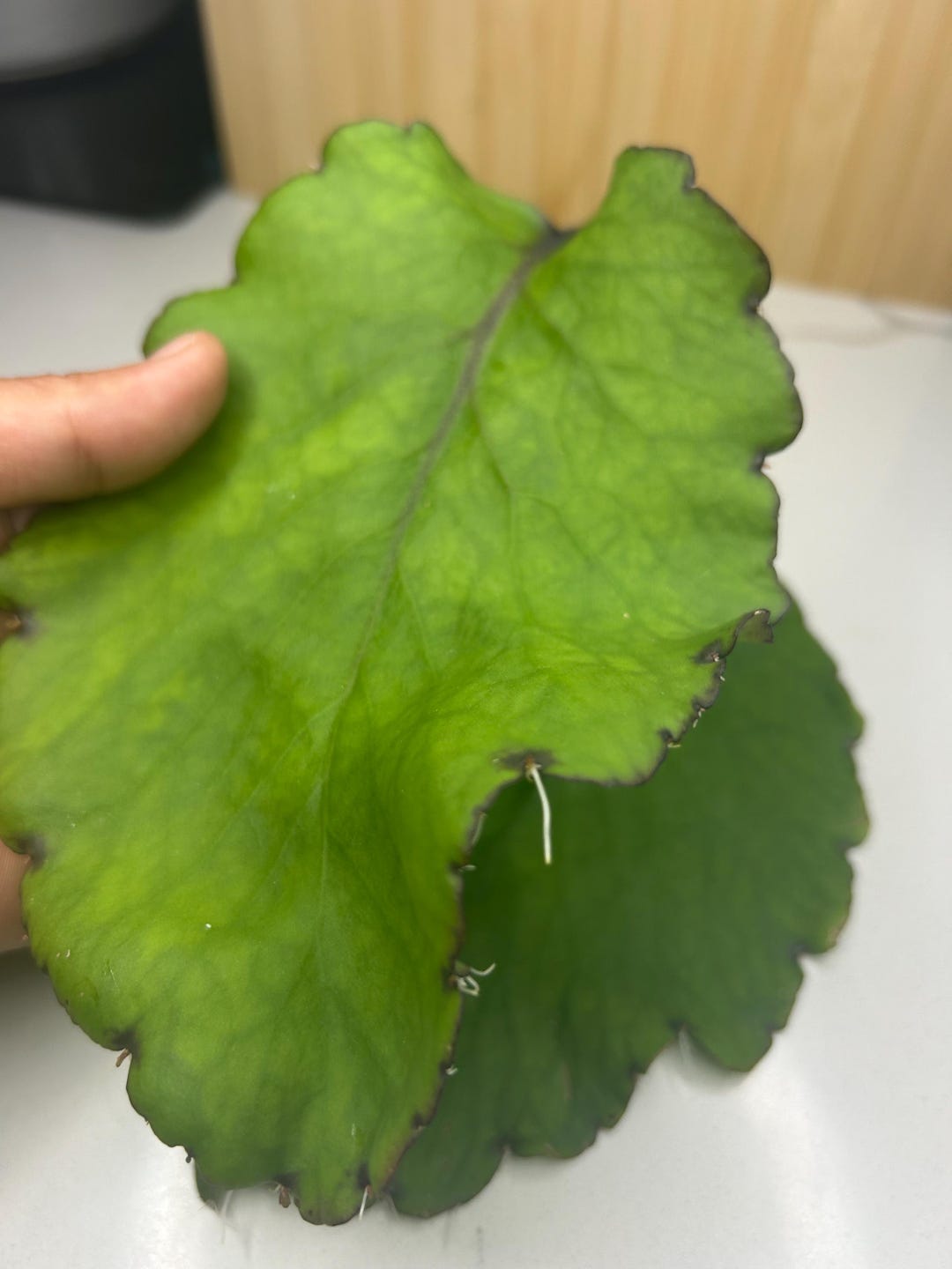 Leaf of Life Leaves Byrophyllum Pinnatum - Etsy