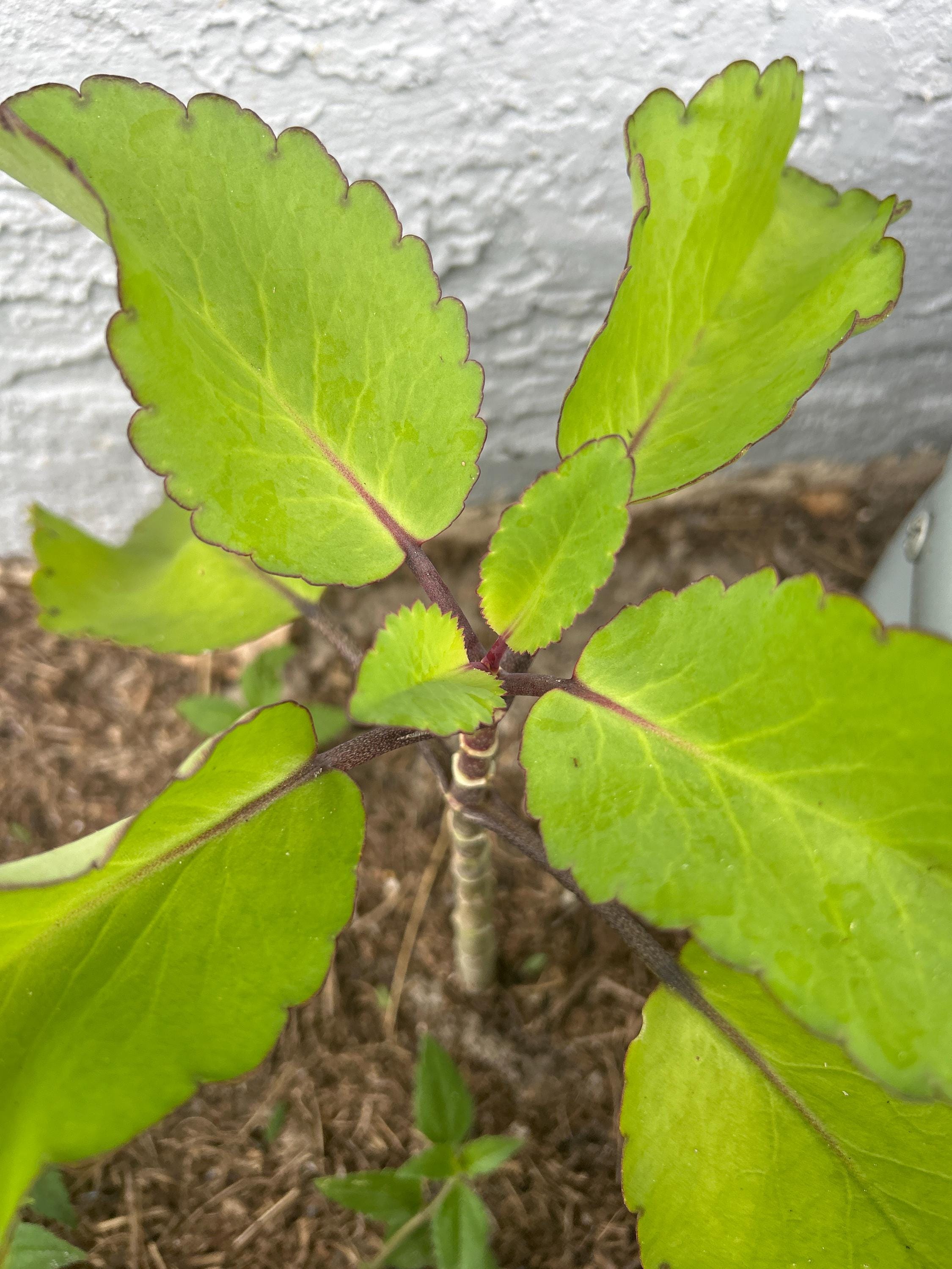 Leaf of Life Leaves Byrophyllum Pinnatum - Etsy