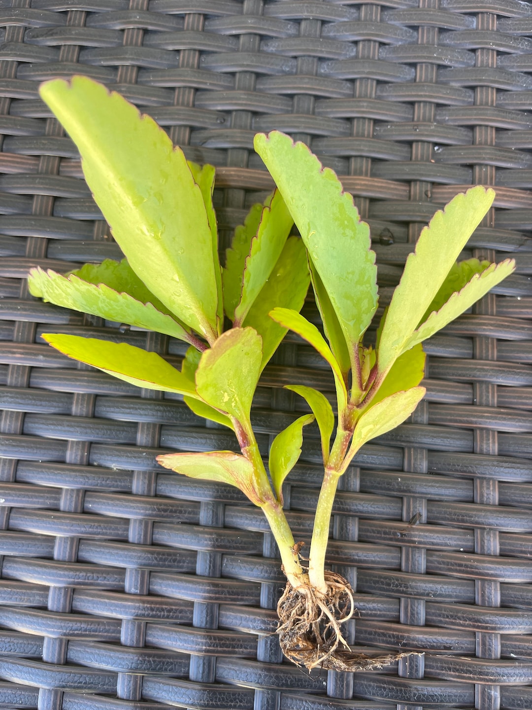 Leaf of Life Live Plant | Kalanchoe Pinnata Seedling | Traditionally ...