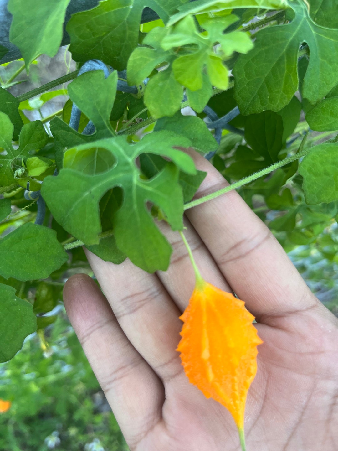 Wildcrafted Jamaican Cerasee (momordica Charantia) | Bitter Melon Dried ...