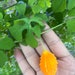 Wildcrafted Jamaican Cerasee (momordica Charantia) | Bitter Melon Dried ...