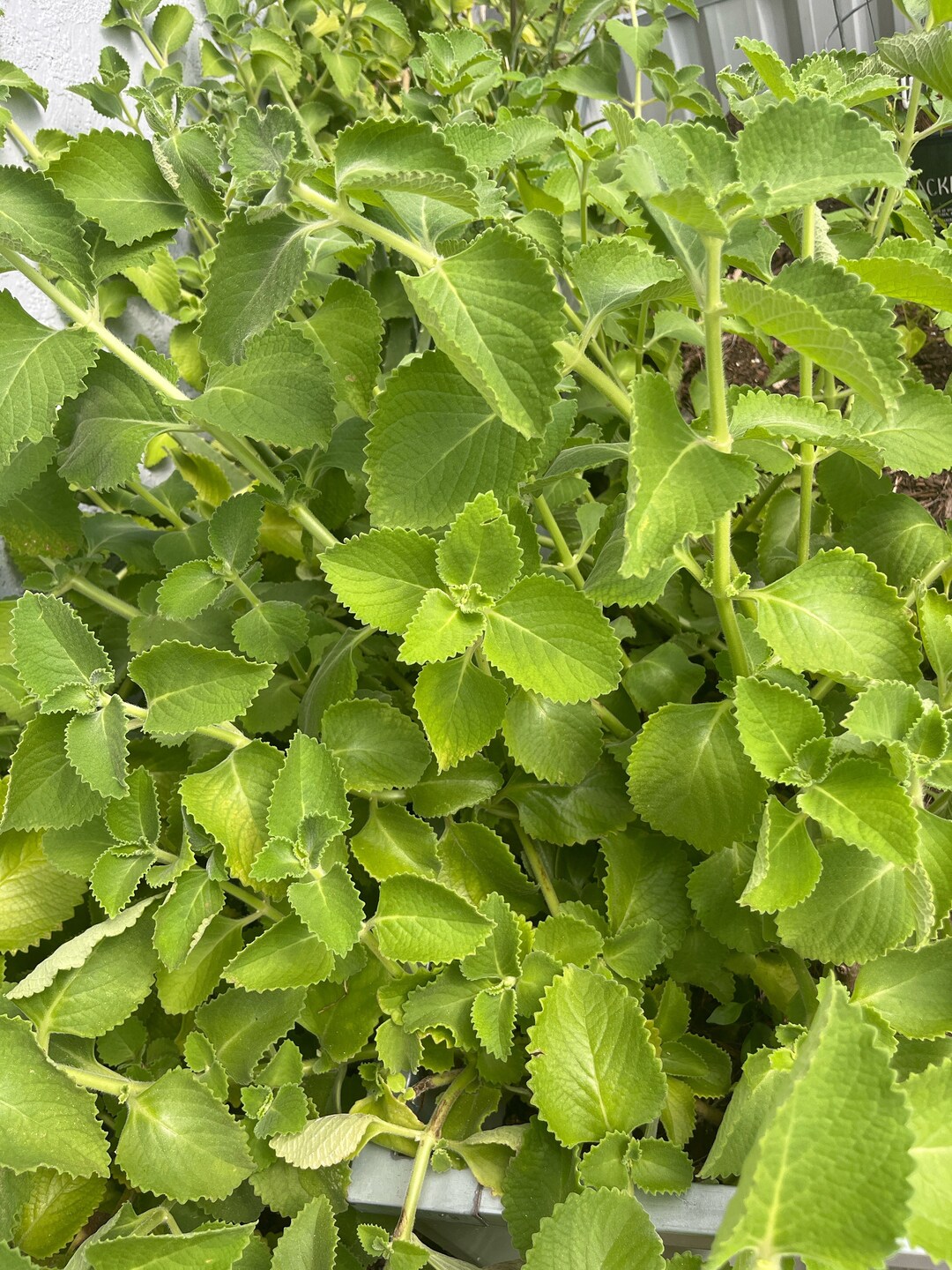 Fresh Organic Cuban Oregano Cuttings | Spanish Tyme | Mexican Mint ...