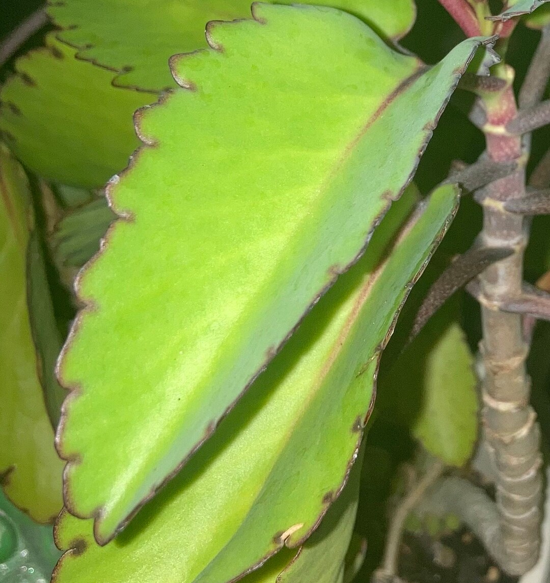 Leaf of Life Leaves Byrophyllum Pinnatum Miracle Leaf - Etsy