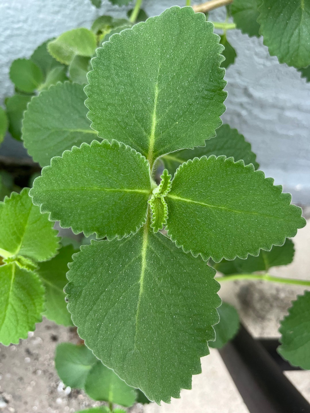 Fresh Organic Cuban Oregano Cuttings | Spanish Tyme | Mexican Mint ...