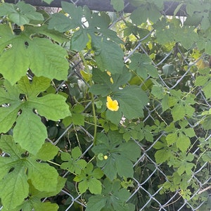 Wildcrafted Jamaican Cerasee (momordica Charantia) | Bitter Melon Dried ...