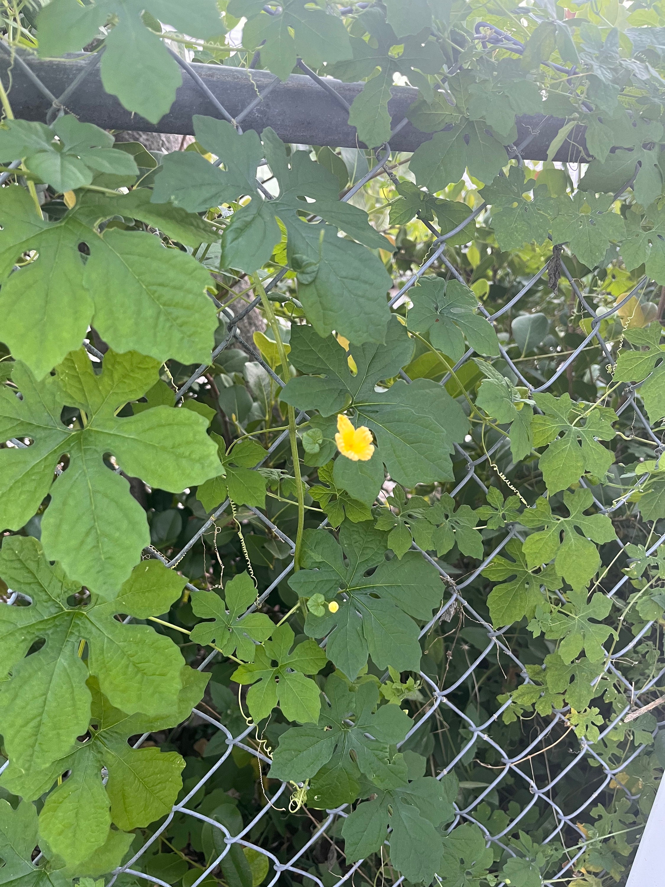 Jamaican Cerasee for Herbs Tea, Cerasee Leaves, Vine,detox Herbs ...