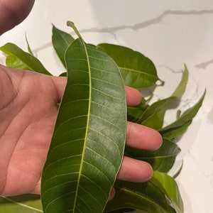 Fresh 20 Mango Leaves, Mangifera Indica Natural Wonderful Tea, 100% ...