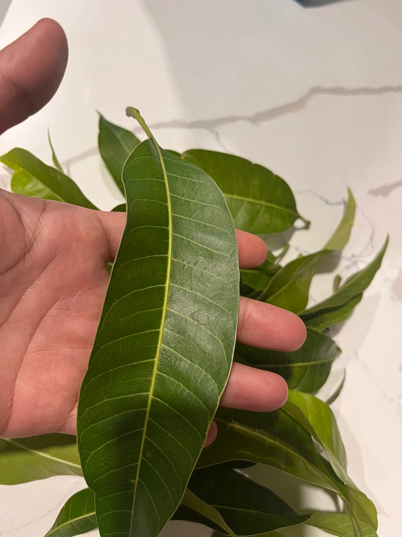 Fresh 20 Mango Leaves, Mangifera Indica Natural Wonderful Tea, 100% ...
