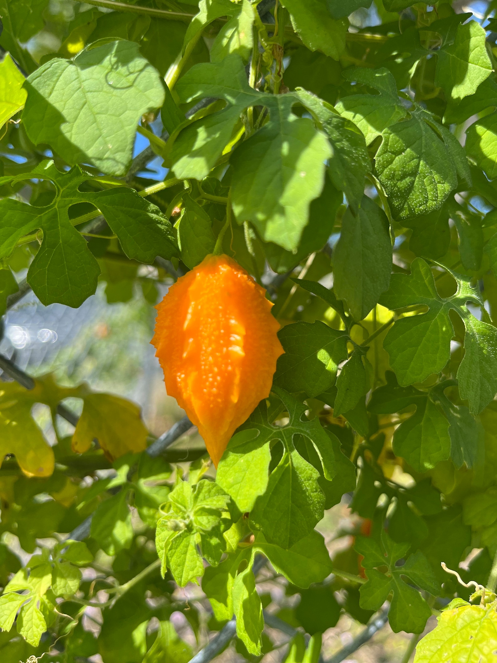 Wildcrafted Jamaican Cerasee (momordica Charantia) | Bitter Melon Dried ...