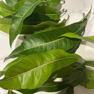 Fresh 20 Mango Leaves, Mangifera Indica Natural Wonderful Tea, 100% ...