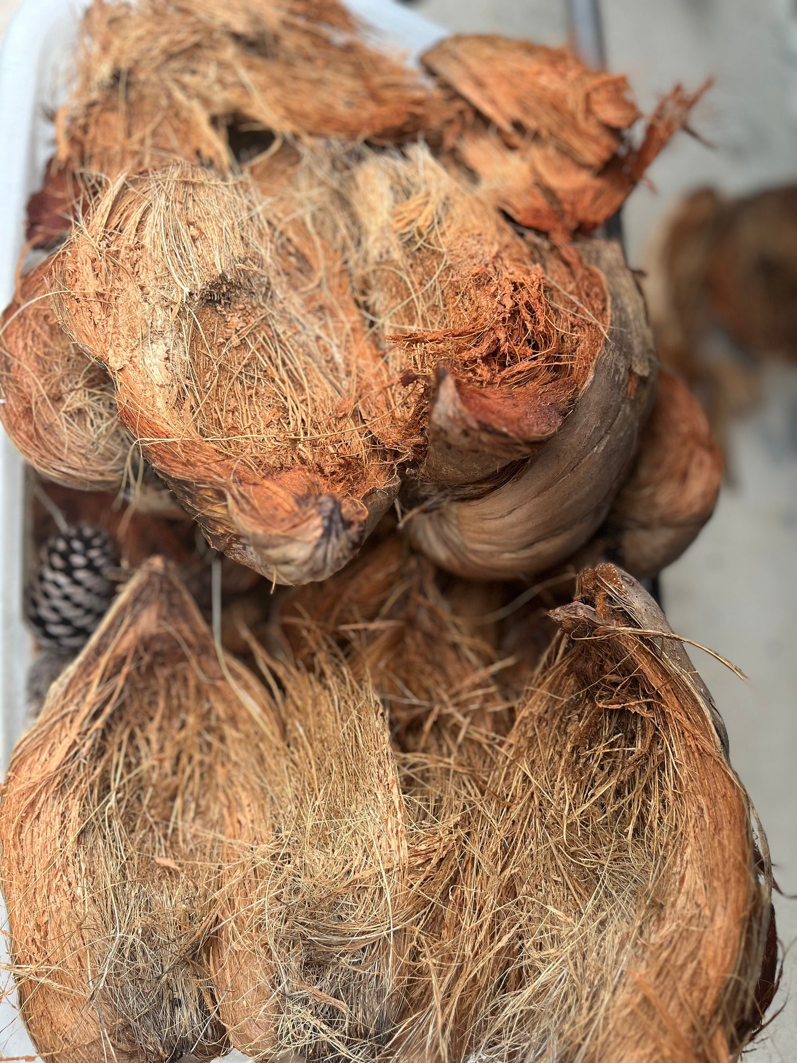 Coconut Husk Coco Coir - Etsy