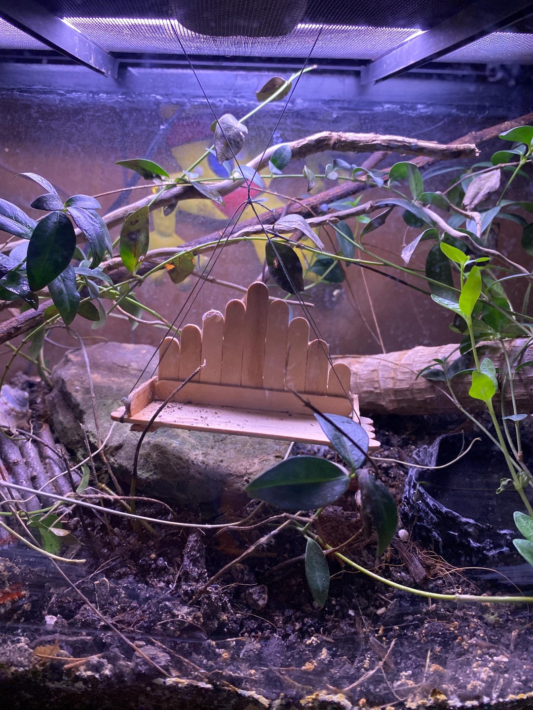 Hanging Swing and Stick Bridge for Aquarium/terranium/enclosure/fairy ...
