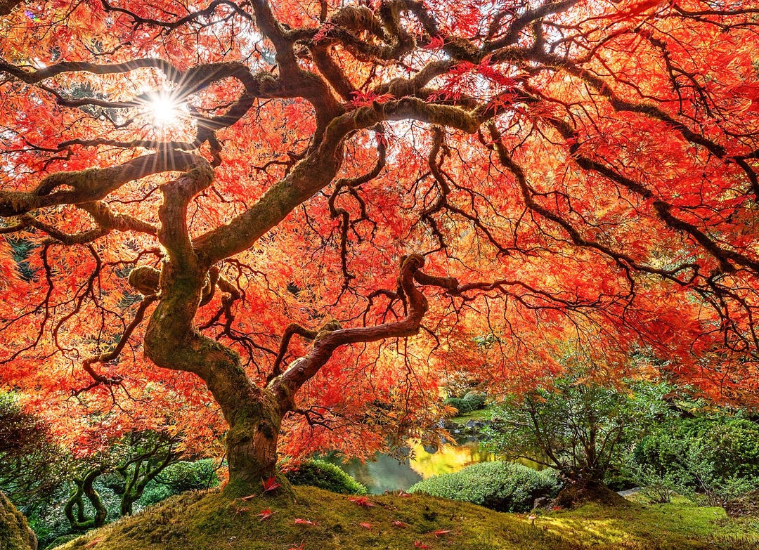 500 Piece Custom Jigsaw Puzzle of the Famous Japanese Maple Tree in the ...