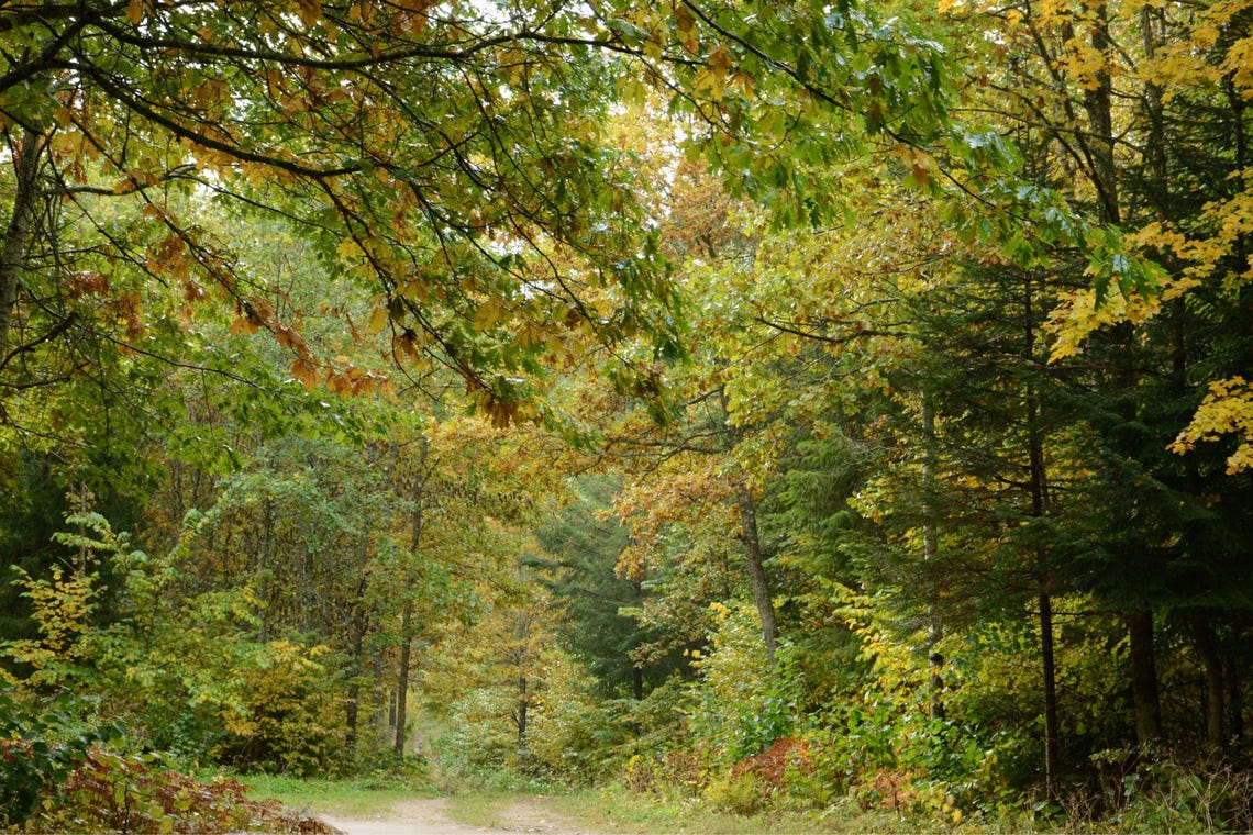 Autumn Forest Print Fall Nature Photography Green Gold Leaves Forest ...