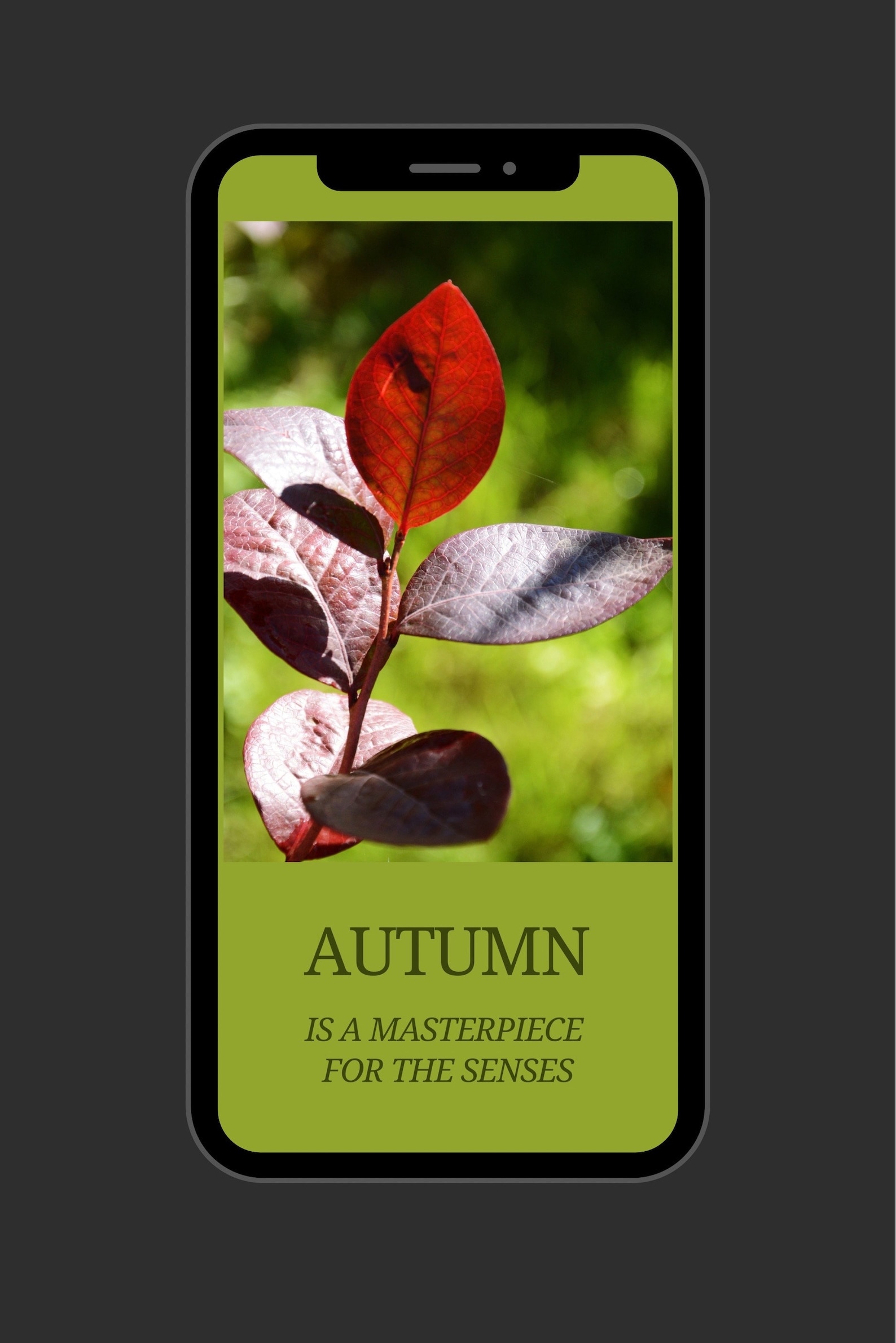 Autumn Fall Leaf Leaves Colors Colour Beauty October Thanksgiving ...