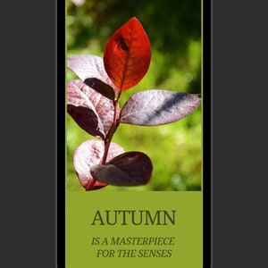 Autumn Fall Leaf Leaves Colors Colour Beauty October Thanksgiving ...