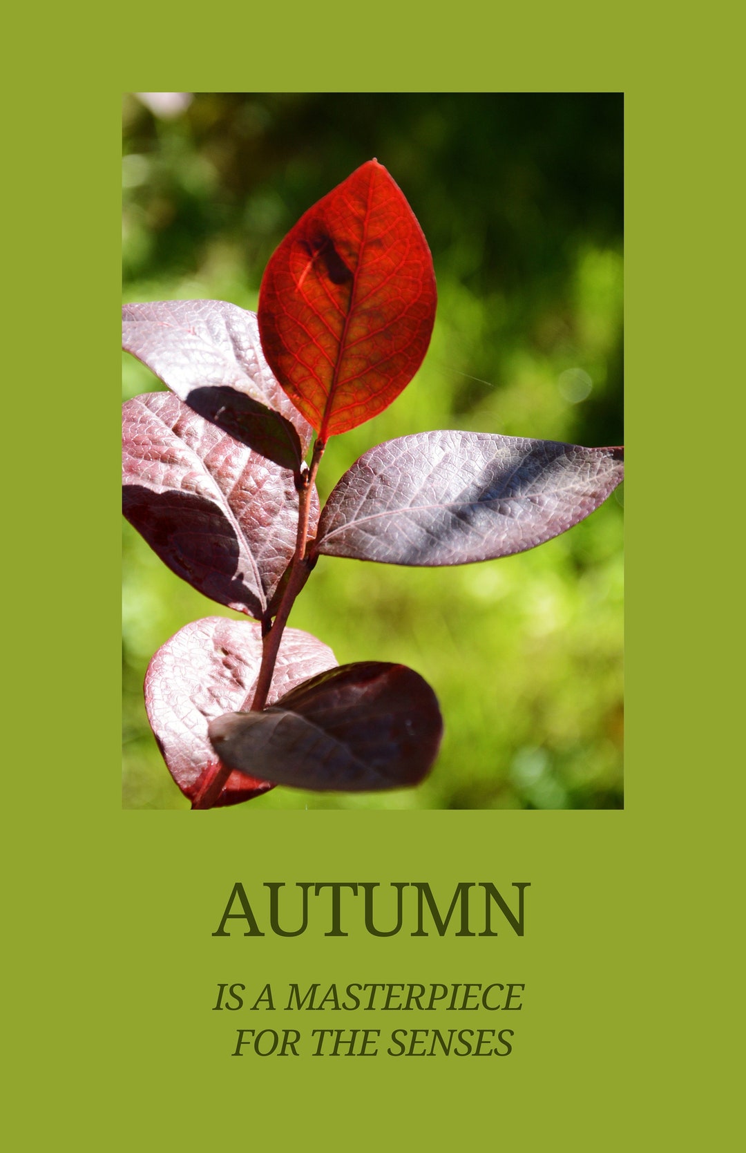 Autumn Fall Leaf Leaves Colors Colour Beauty October Thanksgiving ...