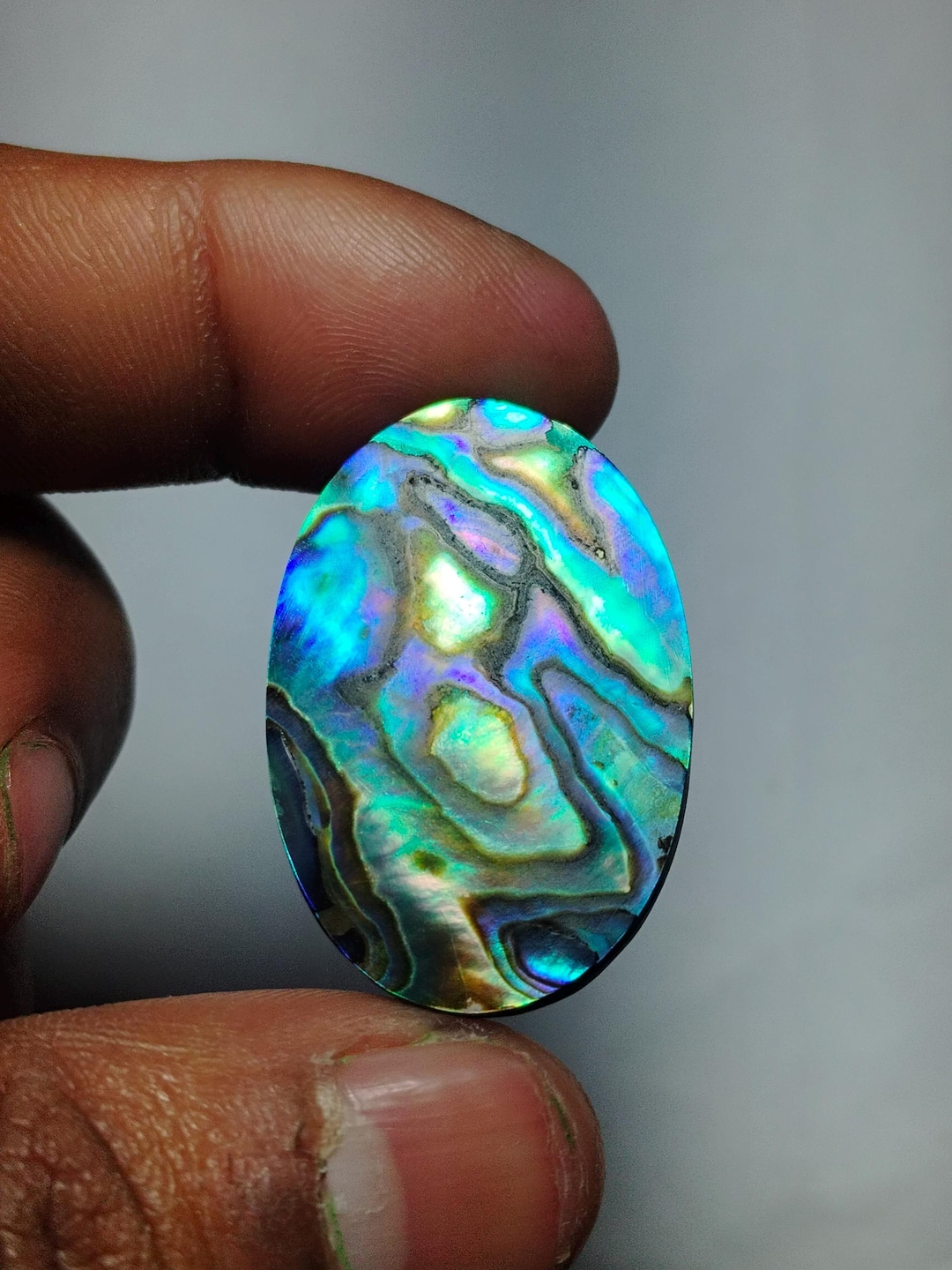 100% Natural Ormer Shell, Abalone Shell, Paua Shell, Perlemoen Shell ...