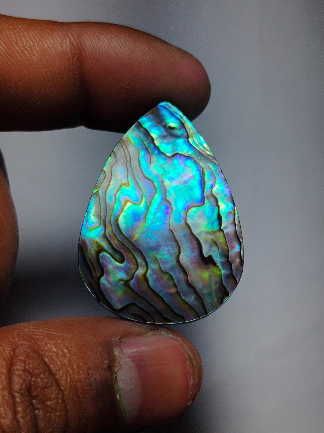 100% Natural Ormer Shell, Abalone Shell, Paua Shell, Perlemoen Shell ...