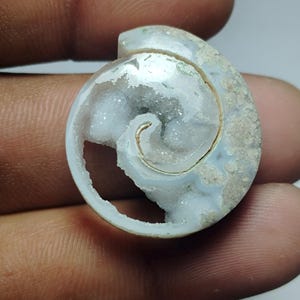 Gorgeous Snail Fossil Druzy/shell Druzy Gemstone/rare Fossil Druzy ...