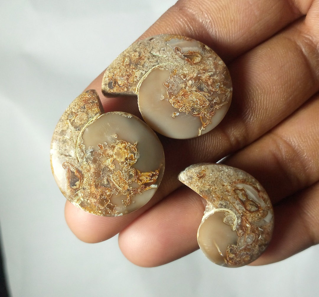 Natural Rare Fossil Snail Cabochon Fancy Agate Shape Gemstone 3pcs ...