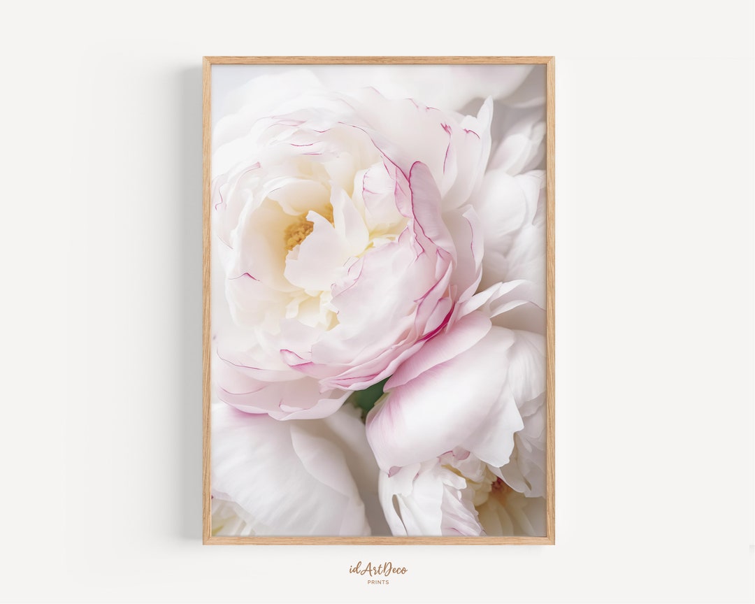 Peony Art Print, Pink Flower Wall Art, Wall Decor, Peony Photography ...