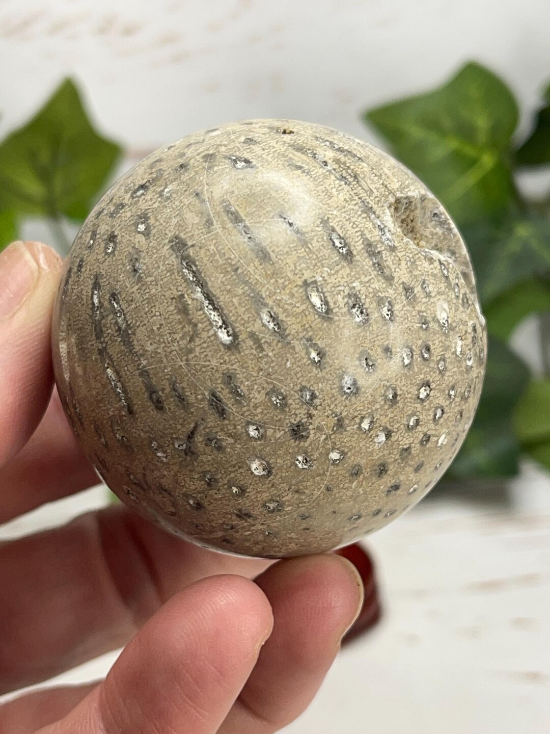 2" Gray Spotted Coral Fossil Sphere – Ancient Ocean Fossil With Bold ...