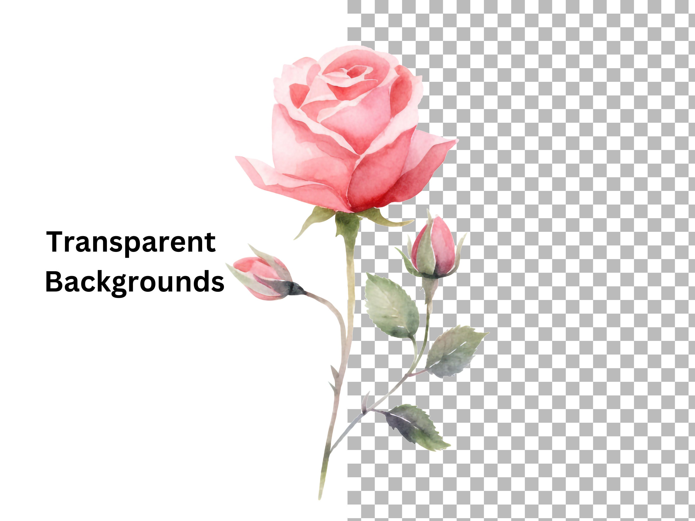 Flowers Clipart Roses Clipart Watercolor Clipart 3 Wedding - Etsy