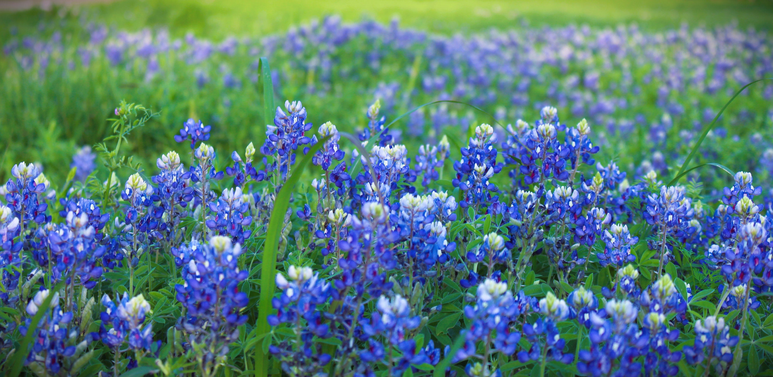 Texas Bluebonnets, Field, Blue, Green, Flowers, Wild, Southern ...