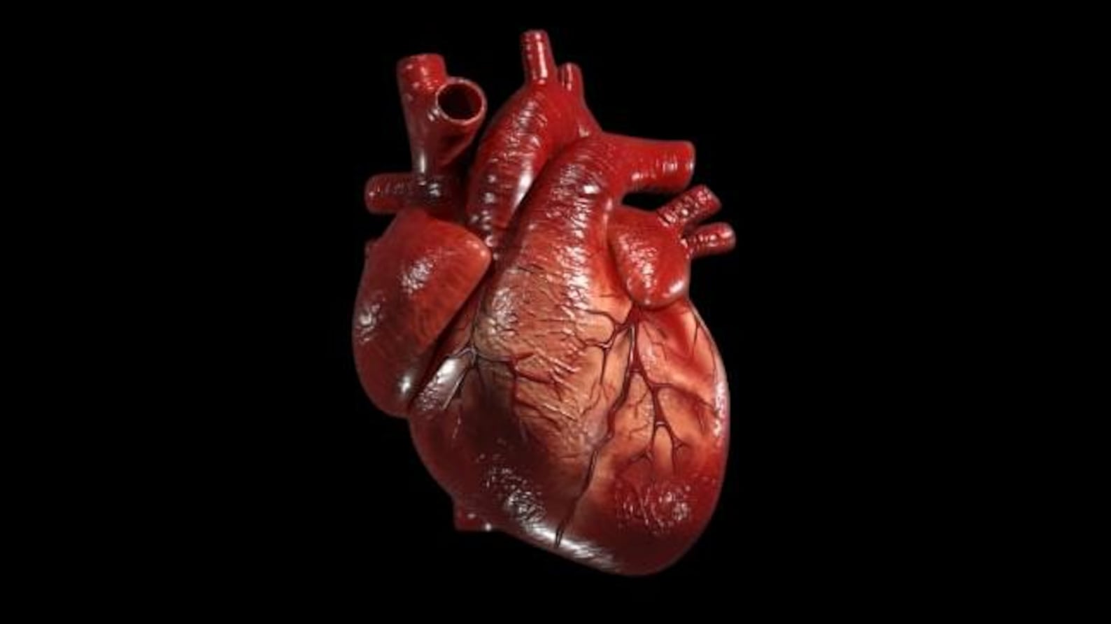 Human Heart - STL File 3D - Etsy