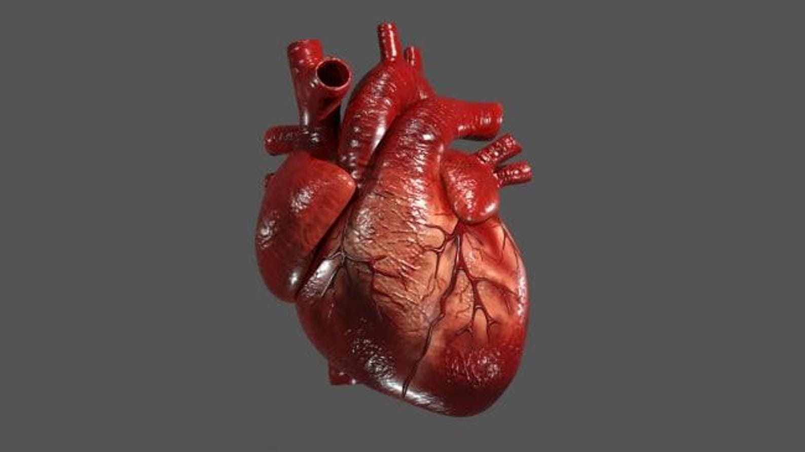 Human Heart - STL File 3D - Etsy