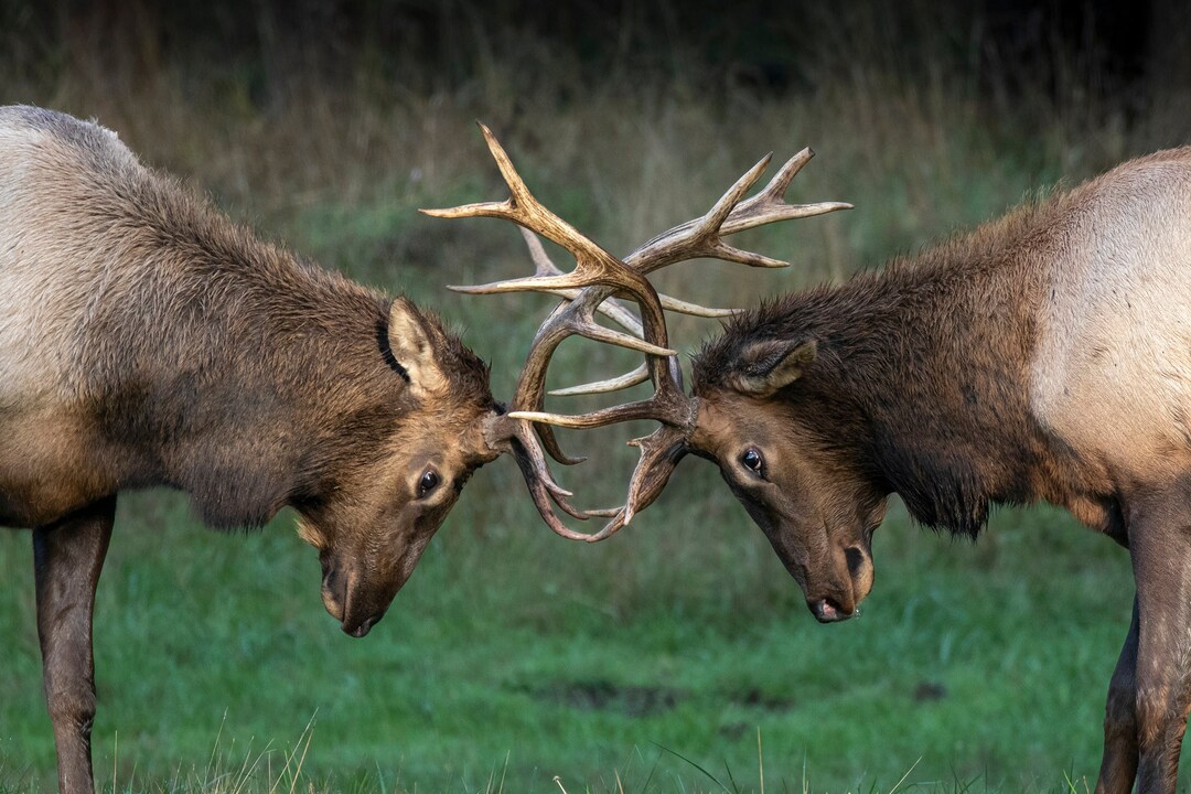 Bull Elk Fighting Print, Elk Photography, Bull Elk Photography ...