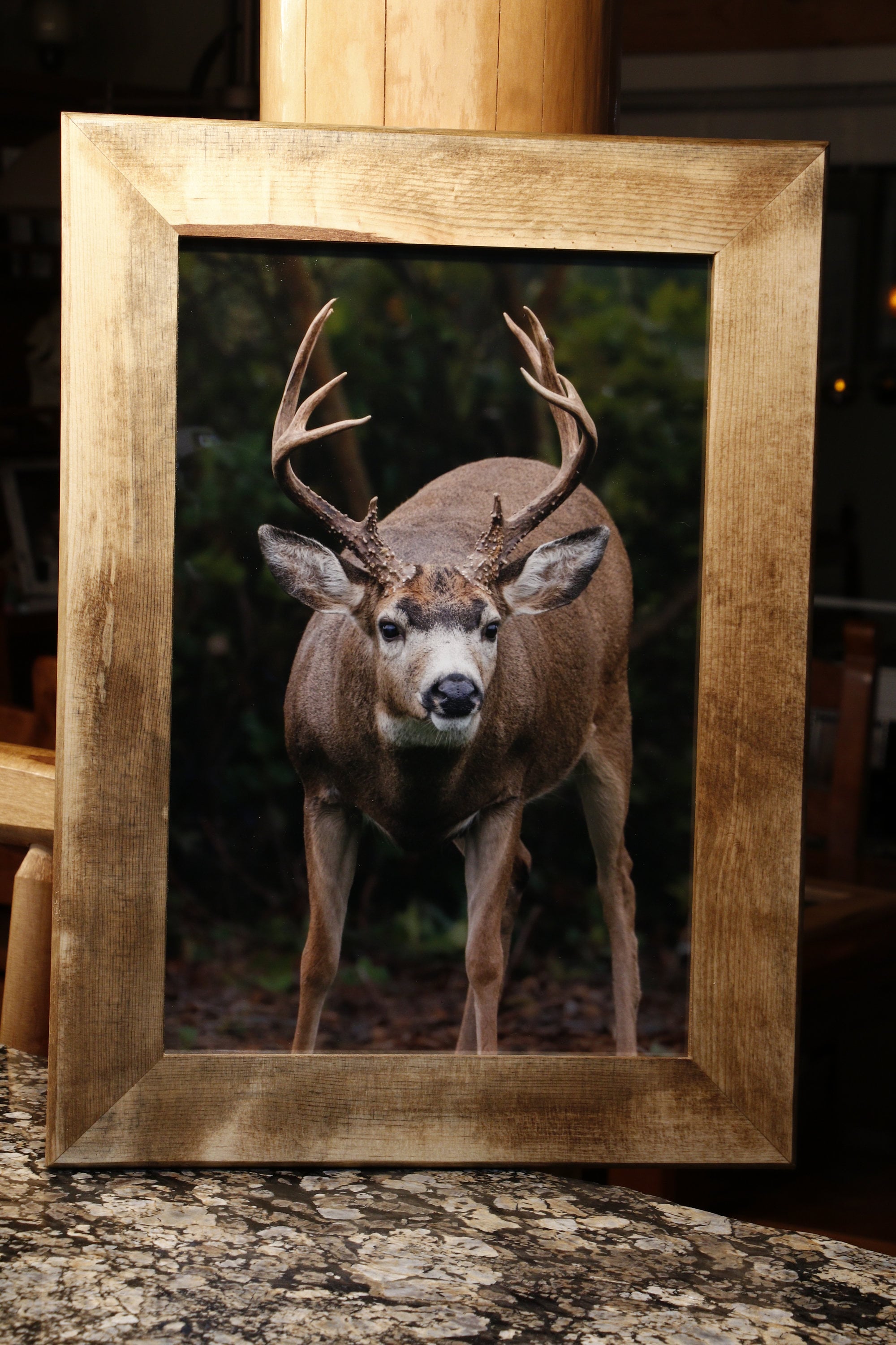 Pine Framed Blacktail Buck Buck Deer Prints Wildlife Photography Framed ...