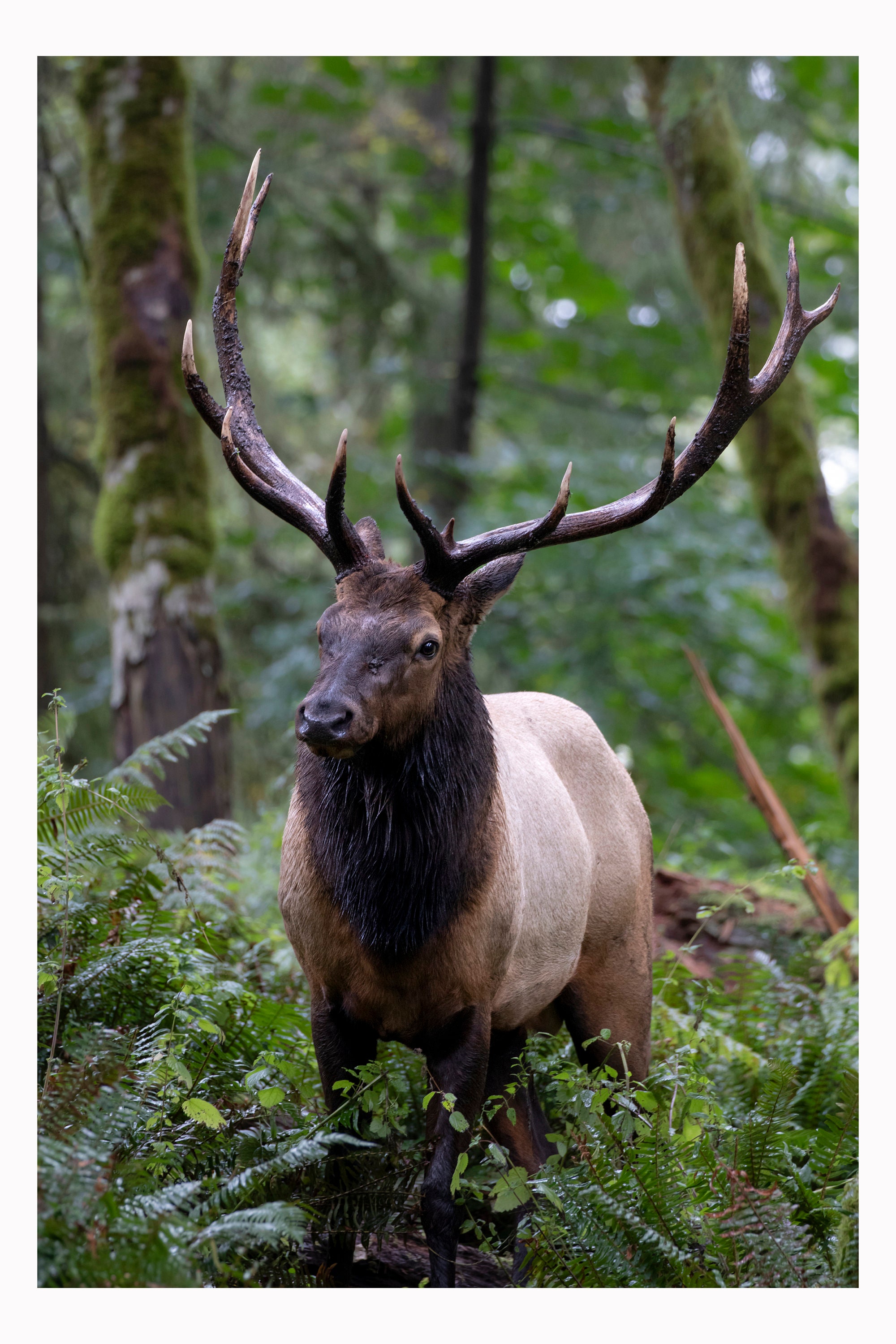 Roosevelt Elk