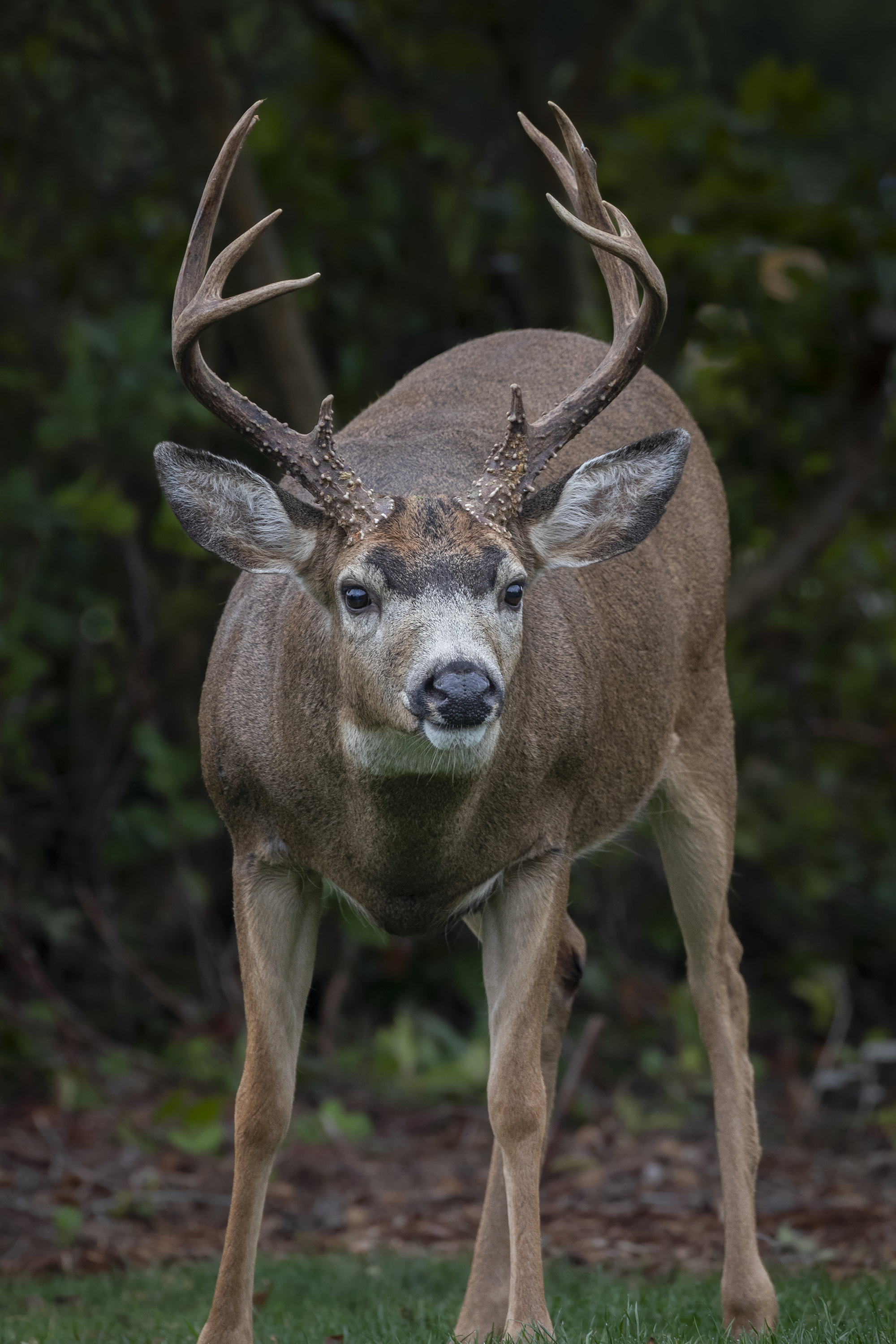 Pine Framed Blacktail Buck Buck Deer Prints Wildlife Photography Framed ...