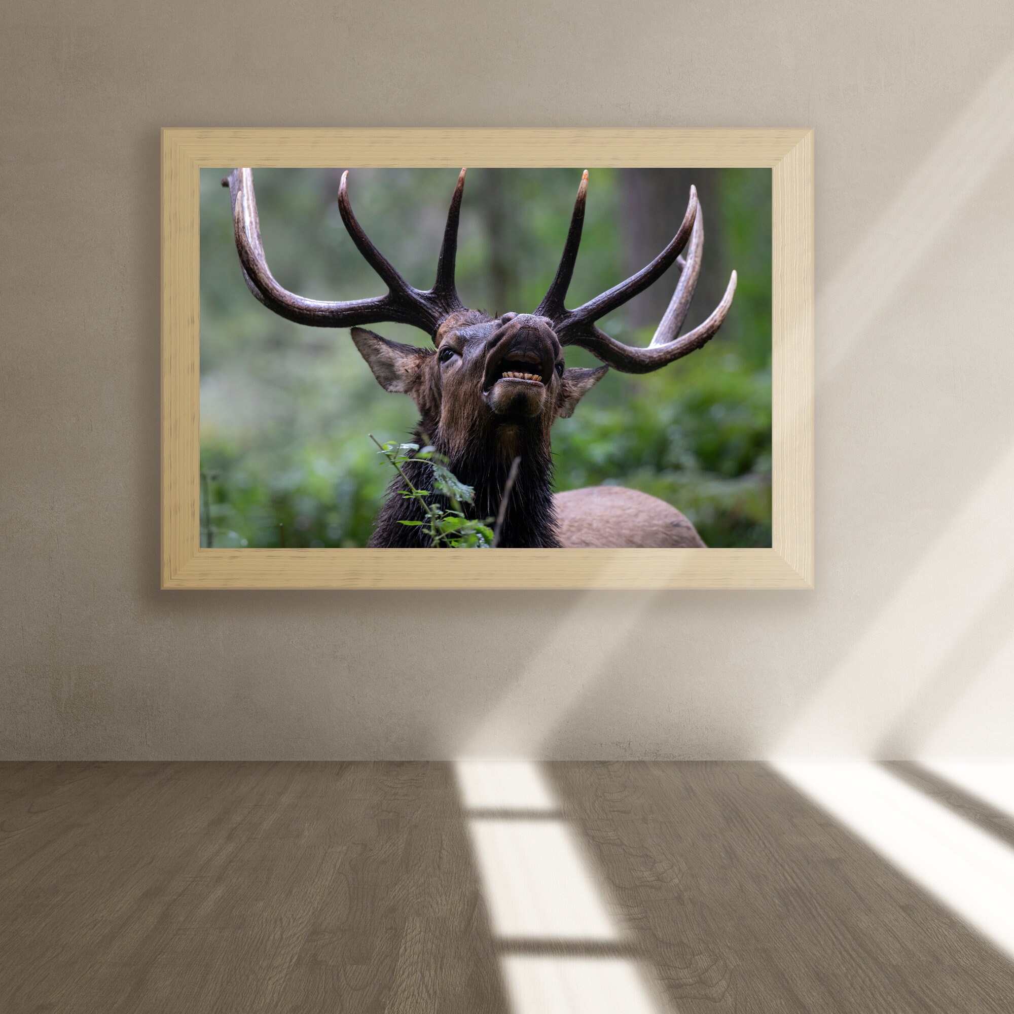 Bull Elk Print, Roosevelt Elk Photo, Bugling Elk, Wildlife Wall Art ...