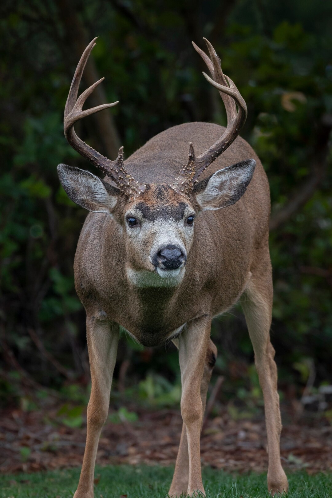 Blacktail Buck Deer Prints Washington Wildlife Cabin - Etsy