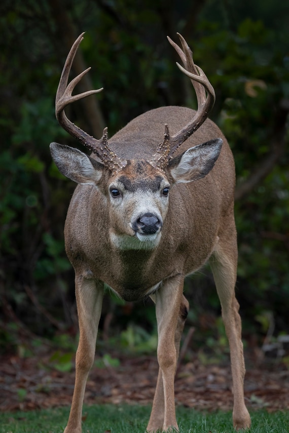Blacktail Deer