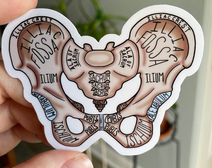 Anatomical Hip Bone Waterproof Sticker, Vinyl Sticker, Water Bottle ...