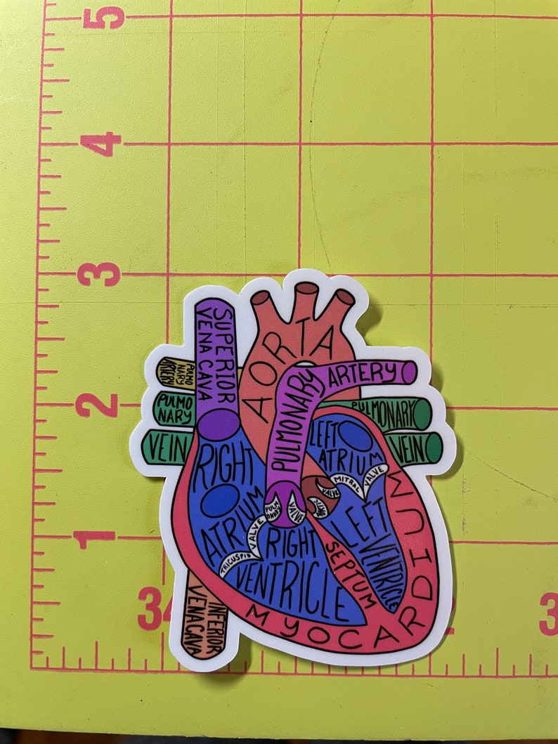 Anatomical Heart Waterproof Sticker Vinyl Sticker Water - Etsy