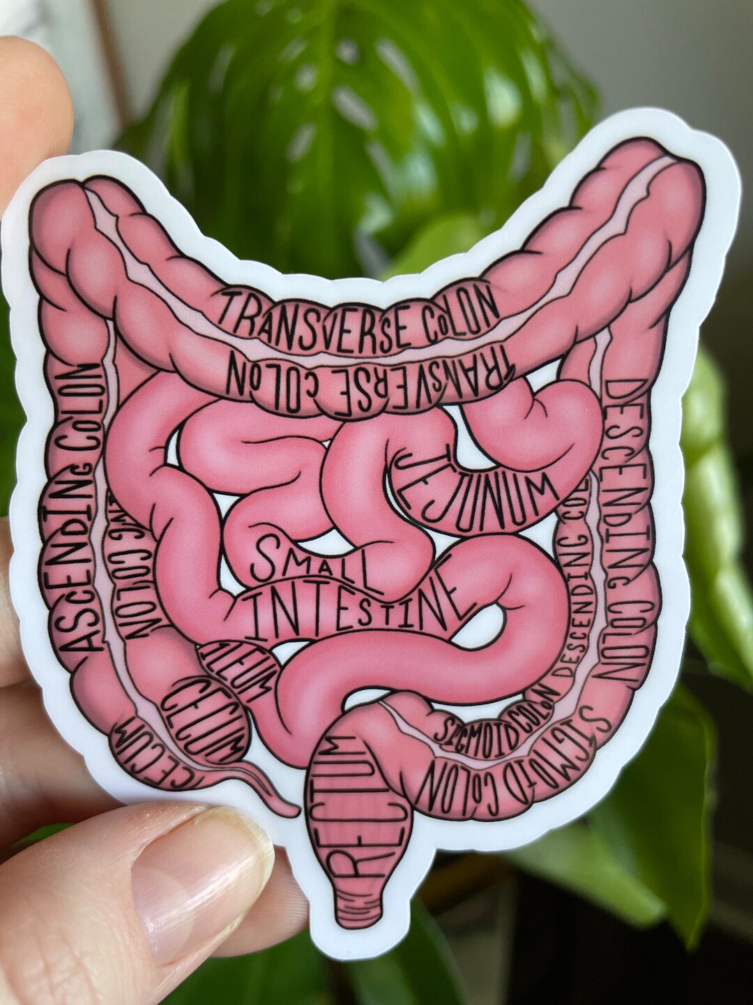 Anatomical Intestine Waterproof Vinyl Sticker, Water Bottle Sticker ...