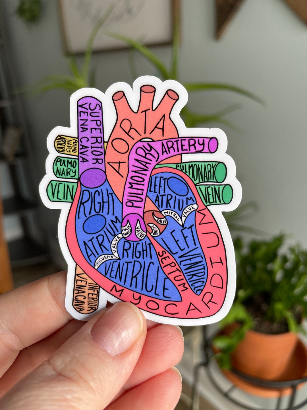 Anatomical Heart Waterproof Sticker, Vinyl Sticker, Water Bottle ...