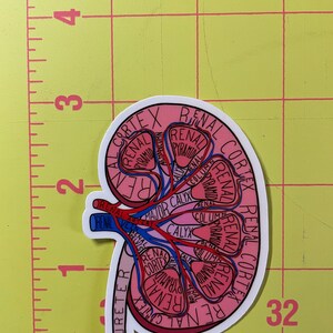 Anatomical Kidney Waterproof Vinyl Sticker, Water Bottle Sticker ...