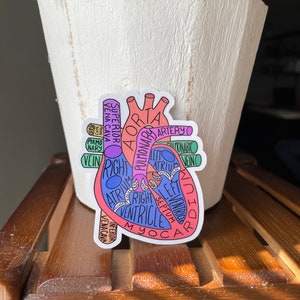 Anatomical Heart Waterproof Sticker, Vinyl Sticker, Water Bottle ...