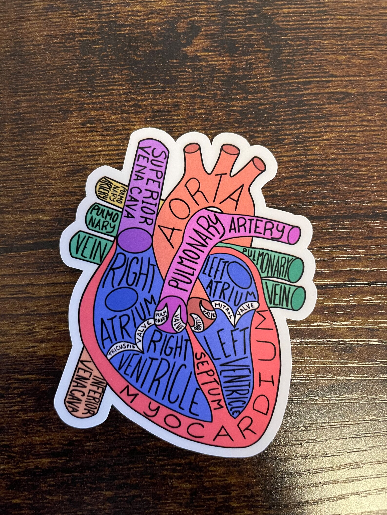 Anatomical Heart Waterproof Sticker Vinyl Sticker Water - Etsy