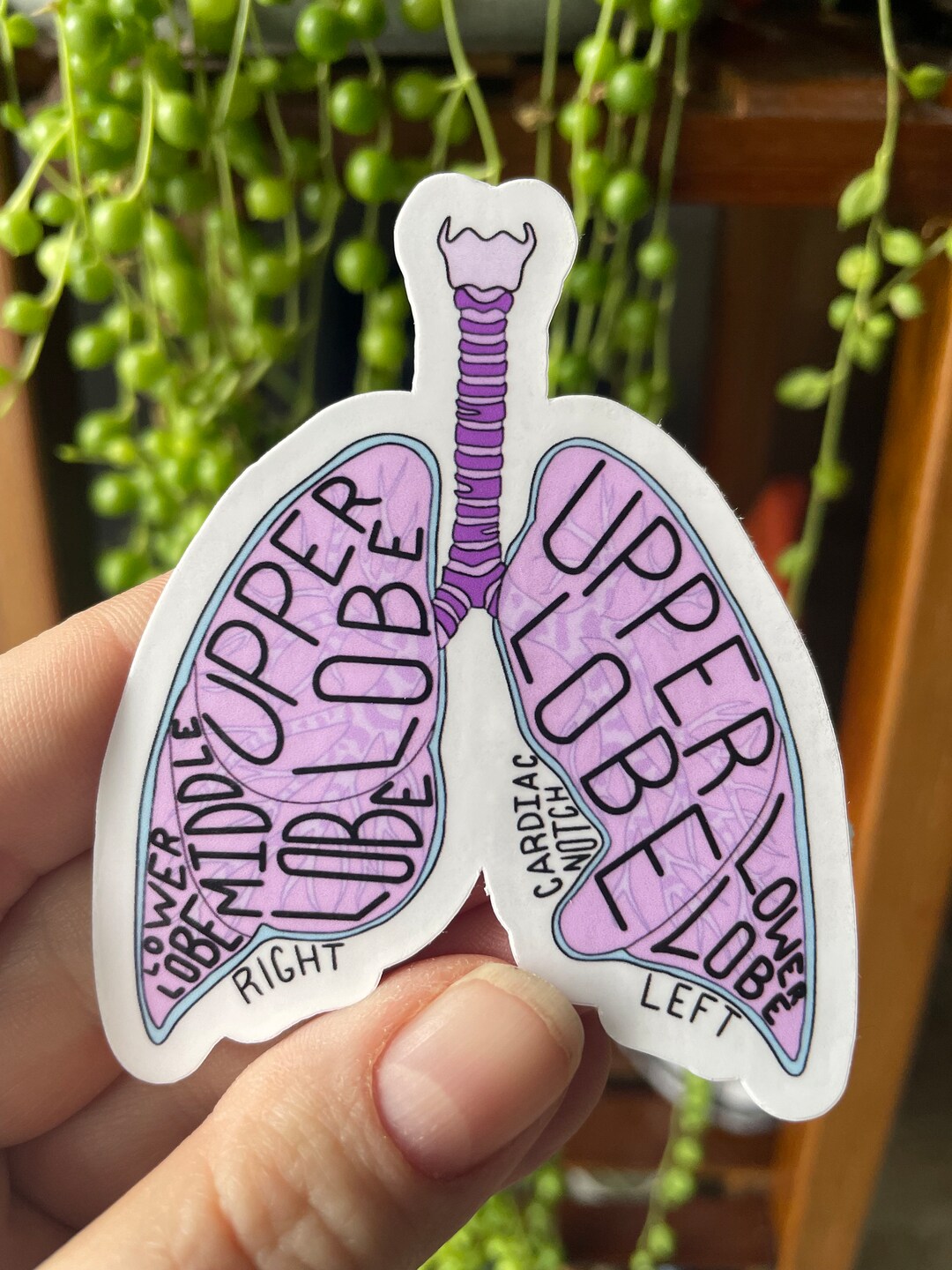 Anatomical Lungs Waterproof Sticker, Vinyl Sticker, Water Bottle ...