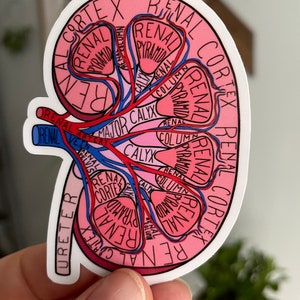 Kidney - Etsy