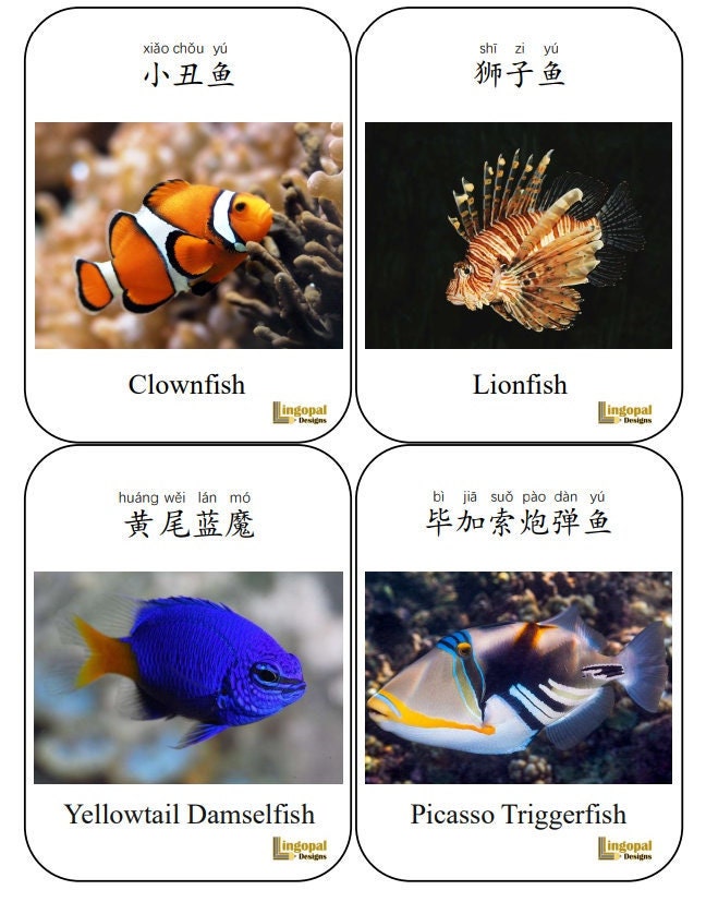 Aquatic Animals Sea Creatures (real Pictures) 340 Bilingual Chinese ...
