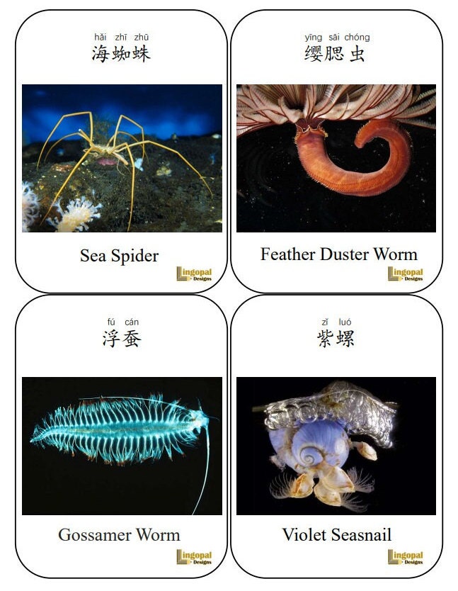 Aquatic Animals Sea Creatures real Pictures 340 Bilingual Chinese ...