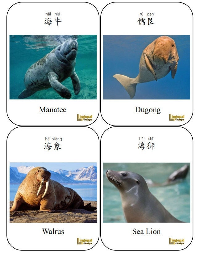 Aquatic Animals Sea Creatures real Pictures 340 Bilingual Chinese ...